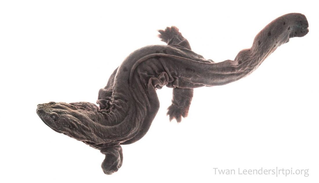 WCCD presents the Eastern Hellbender April 16 | News, Sports, Jobs ...